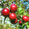 Arkansas Black Apple Tree For Sale Online | The Tree Center