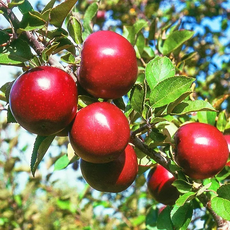 Arkansas Black Apple Tree For Sale Online | The Tree Center