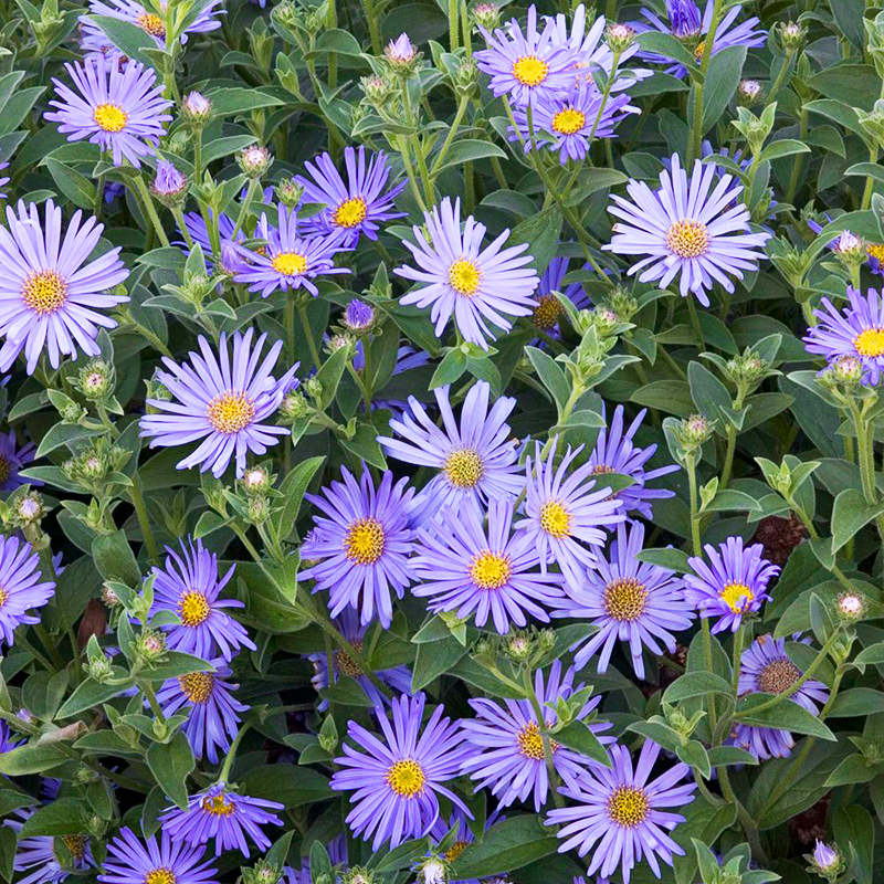 Wood’s Blue Aster For Sale Online | The Tree Center