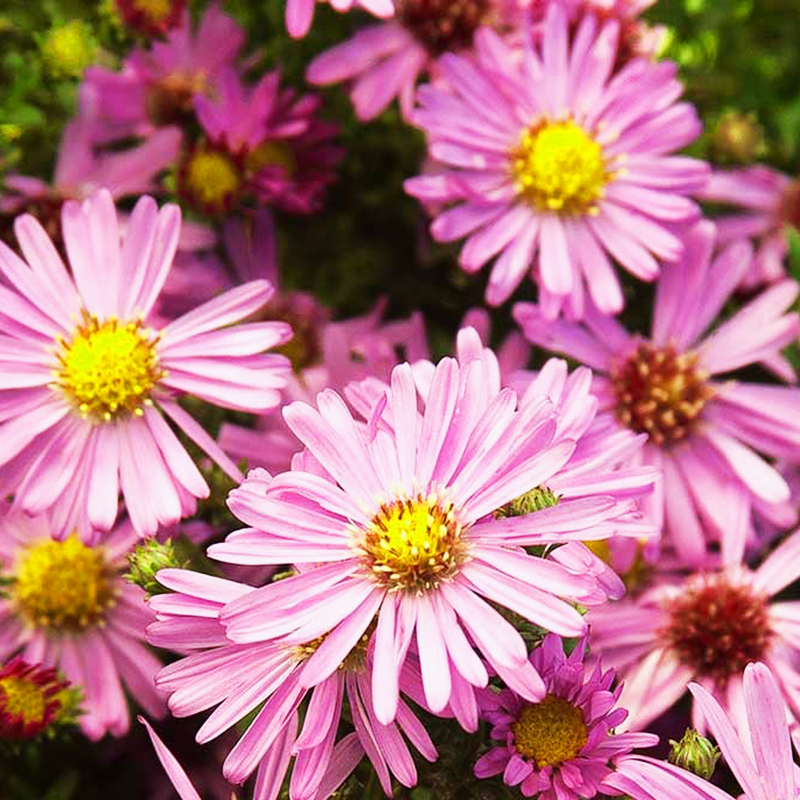 Wood's Pink Aster For Sale Online | The Tree Center