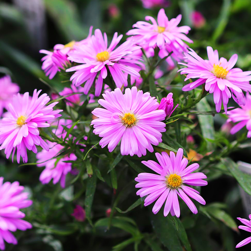 Wood's Pink Aster For Sale Online | The Tree Center