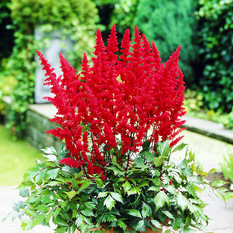 Fanal Astilbe For Sale Online | The Tree Center