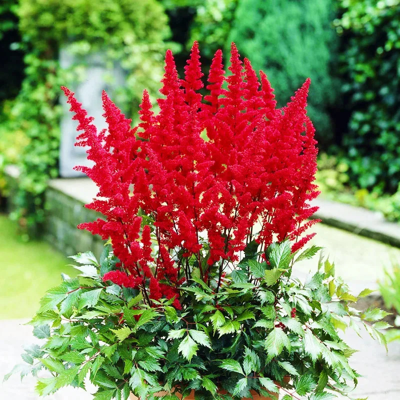 Fanal Astilbe For Sale Online | The Tree Center