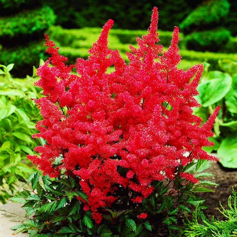 Fanal Astilbe For Sale Online | The Tree Center