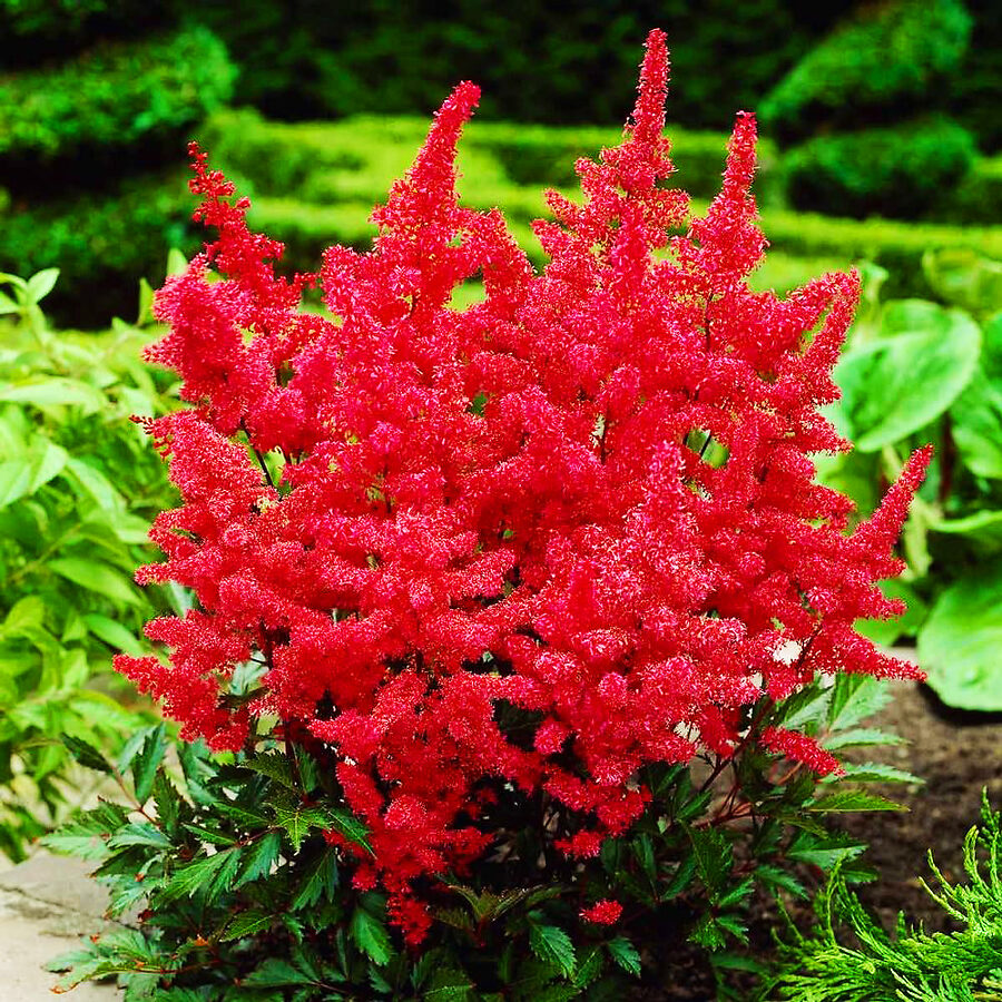 Fanal Astilbe For Sale Online The Tree Center