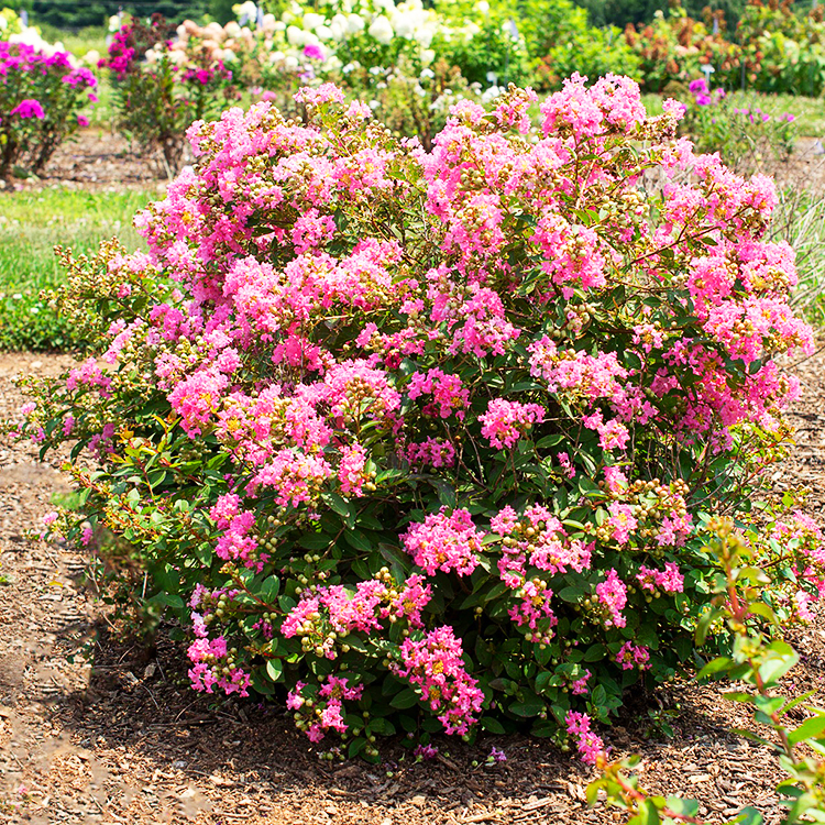 Bellini Guava Crape Myrtle For Sale Online | The Tree Center