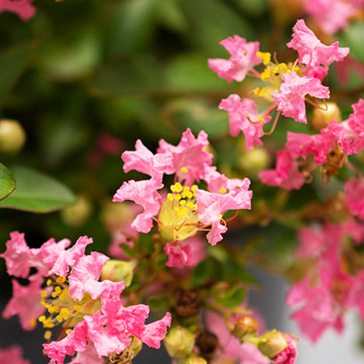 Bellini Guava Crape Myrtle For Sale Online | The Tree Center