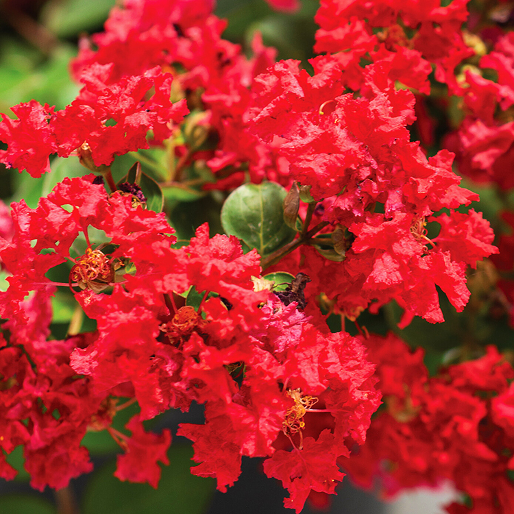 Bellini Strawberry Crape Myrtle For Sale Online | The Tree Center
