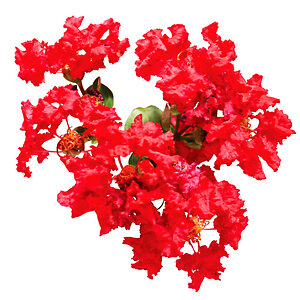 Bellini Strawberry Crape Myrtle For Sale Online | The Tree Center