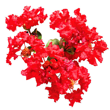 Bellini Strawberry Crape Myrtle For Sale Online | The Tree Center