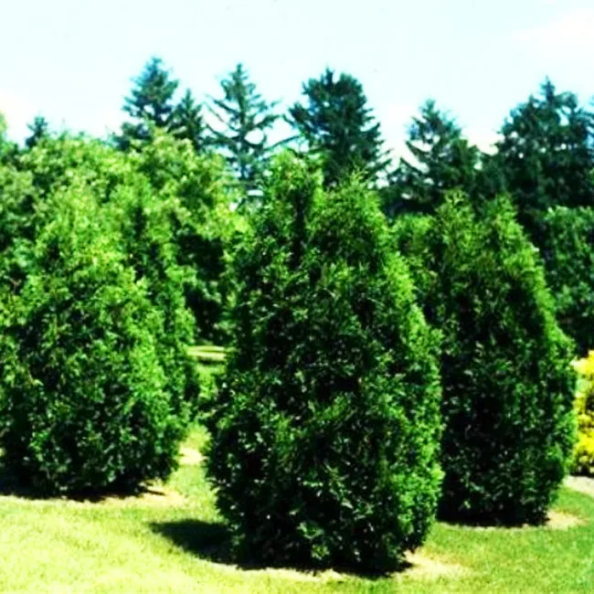 Black American Arborvitae For Sale Online | The Tree Center