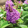 Dapper Lavender Buddleja For Sale Online | The Tree Center