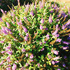 Dapper Lavender Buddleja For Sale Online | The Tree Center