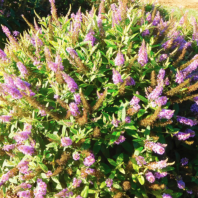 Dapper Lavender Buddleja For Sale Online | The Tree Center