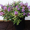 Dapper Lavender Buddleja For Sale Online | The Tree Center