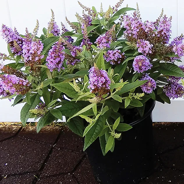 Dapper Lavender Buddleja For Sale Online | The Tree Center