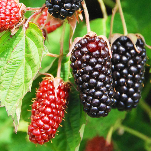 ‘Columbia Star’ Blackberry For Sale Online | The Tree Center