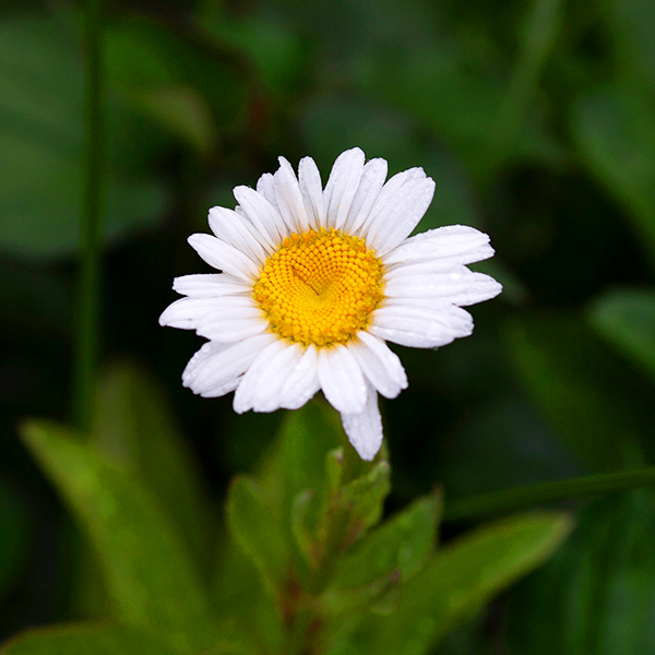 Becky Shasta Daisy For Sale Online | The Tree Center