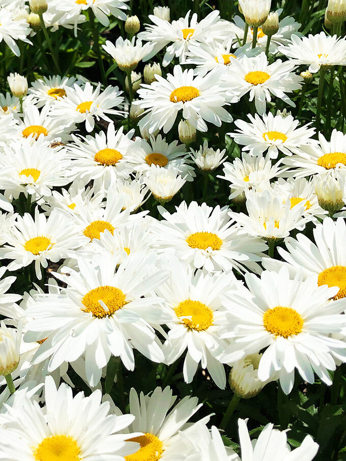 Other Perennials – The Tree Center