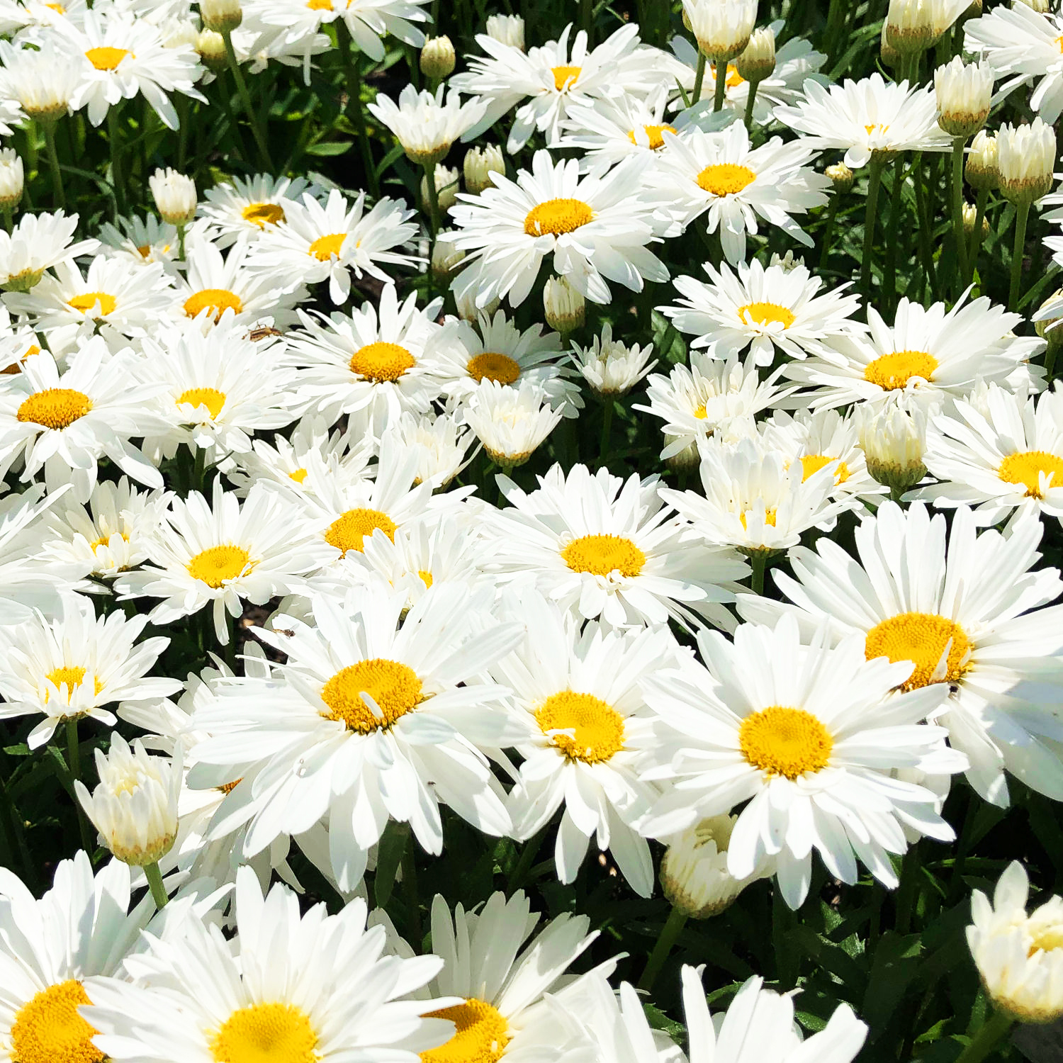 Whoops A Daisy Shasta For Sale Online | The Tree Center