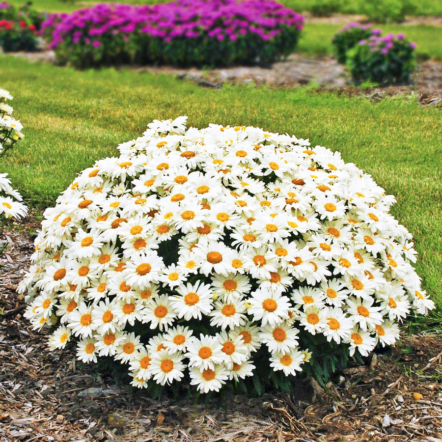 Whoops A Daisy Shasta For Sale Online | The Tree Center