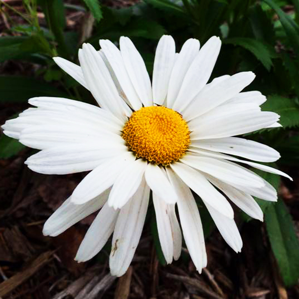 Whoops A Daisy Shasta For Sale Online | The Tree Center
