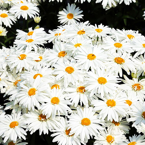 Whoops A Daisy Shasta For Sale Online | The Tree Center
