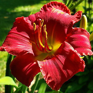 Pardon Me Daylily For Sale Online | The Tree Center