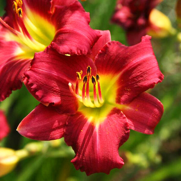 Pardon Me Daylily For Sale Online | The Tree Center