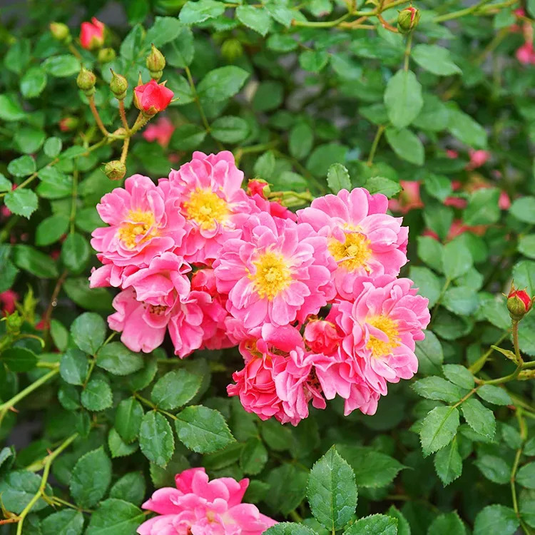 Double Pink Oso Easy Rose For Sale Online | The Tree Center
