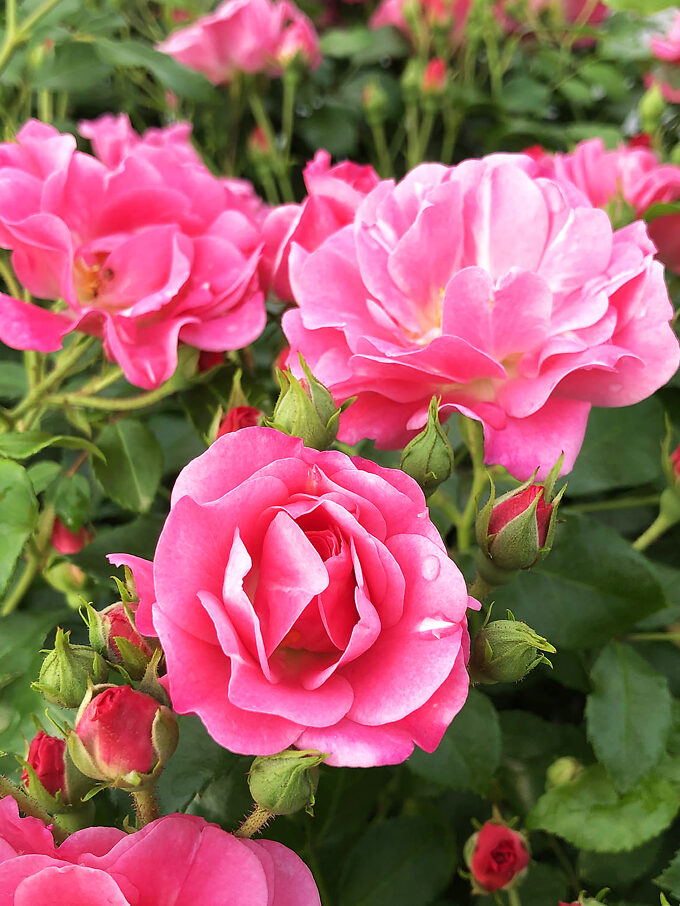 Double Red Oso Easy Landscape Rose Shrubs For Sale Online | The Tree Center