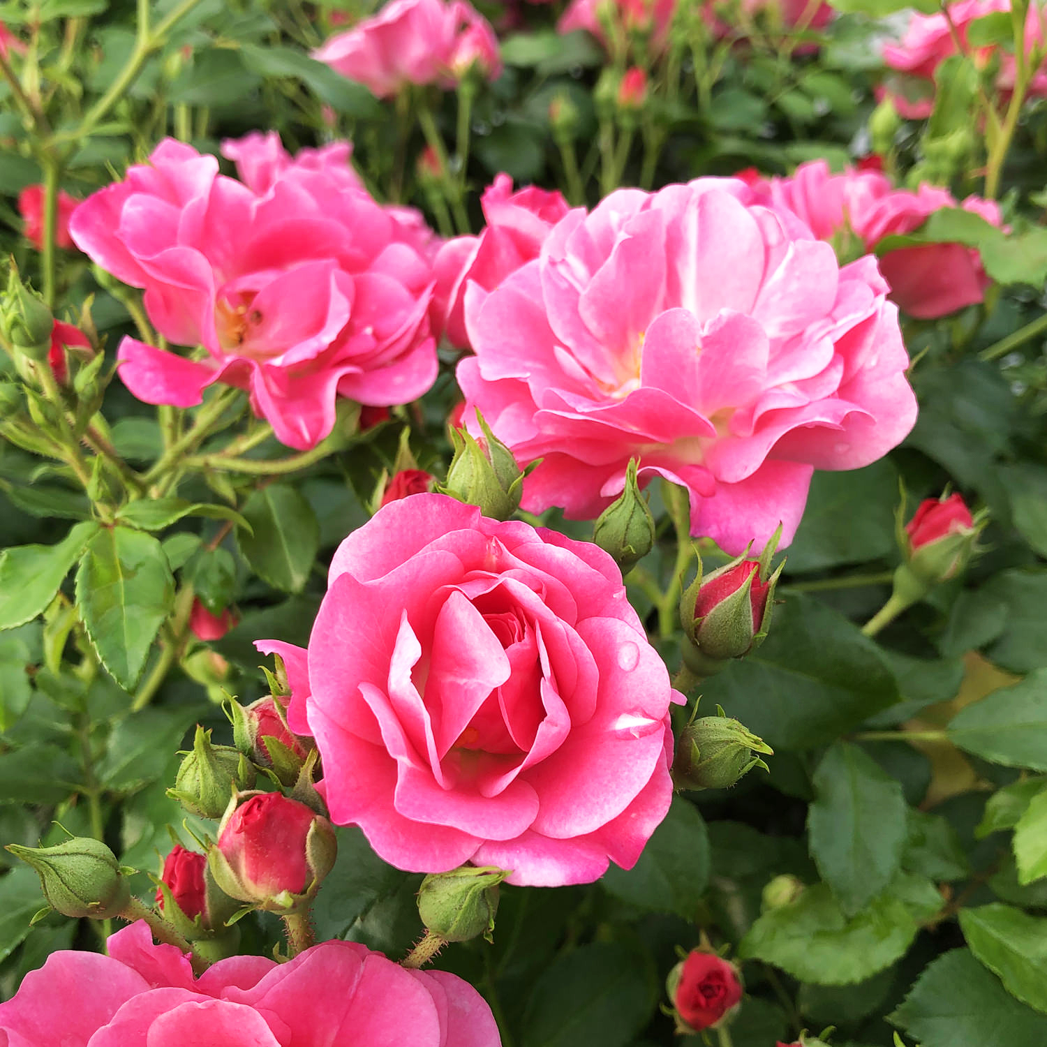 Double Pink Oso Easy Rose For Sale Online | The Tree Center