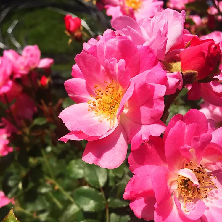 Double Pink Oso Easy Rose For Sale Online | The Tree Center