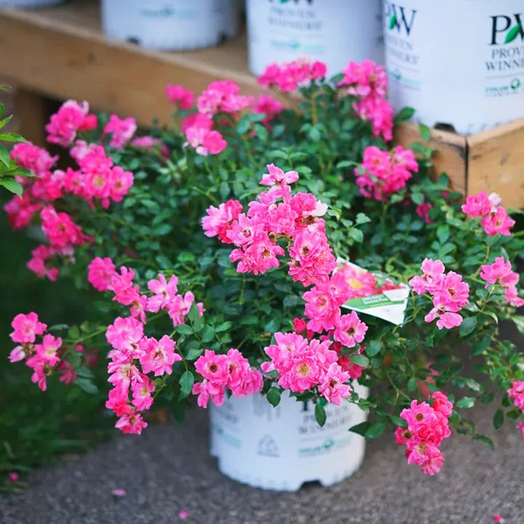 Double Pink Oso Easy Rose For Sale Online | The Tree Center