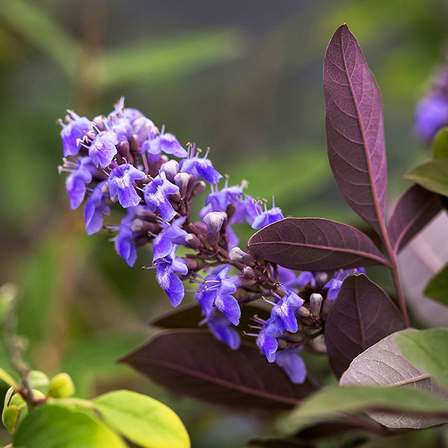 Flip Side Chaste Tree For Sale Online | The Tree Center