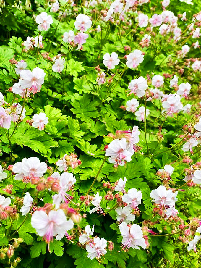 Geranium Perennials For Sale Online | The Tree Center