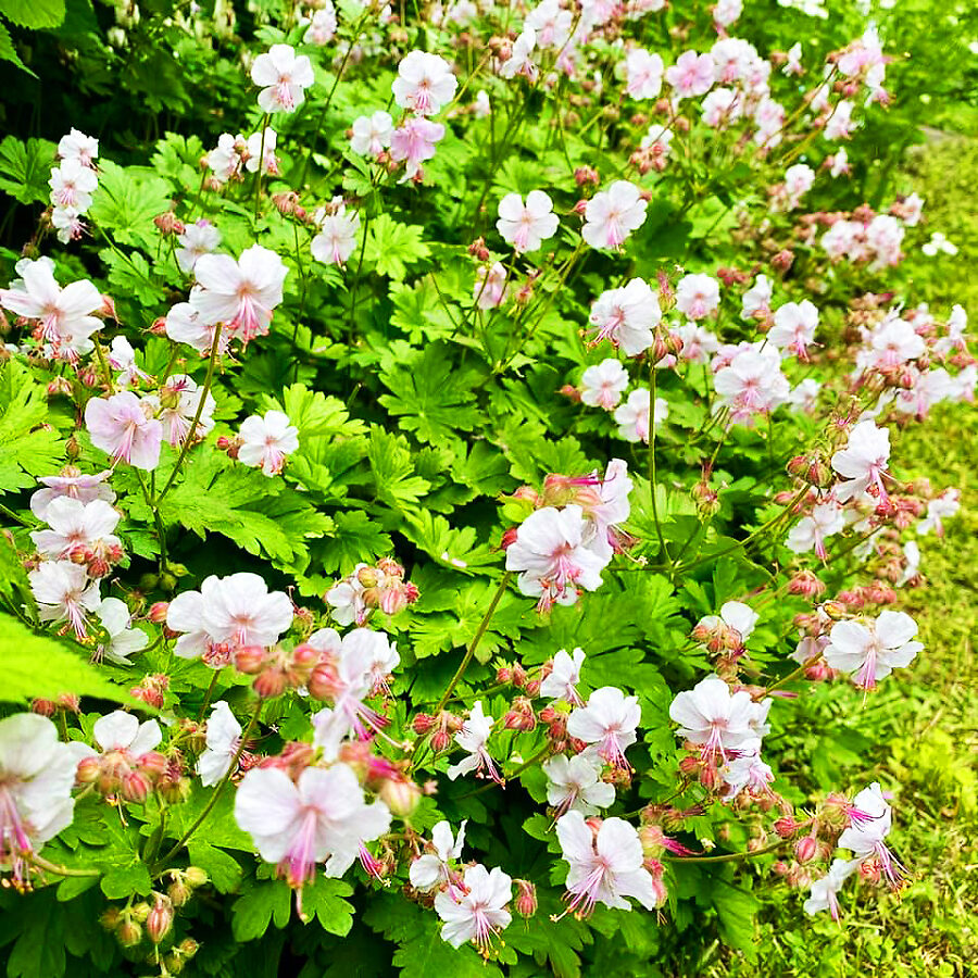 Biokovo Hardy Geranium For Sale Online | The Tree Center