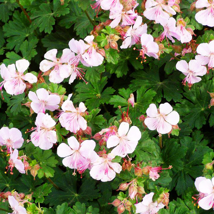 Biokovo Hardy Geranium For Sale Online | The Tree Center