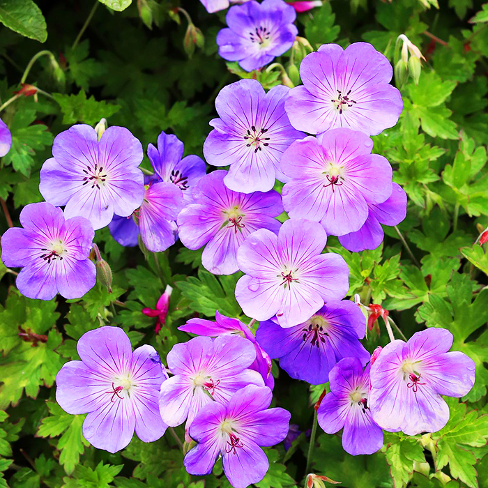 Rozanne Hardy Geranium For Sale Online | The Tree Center