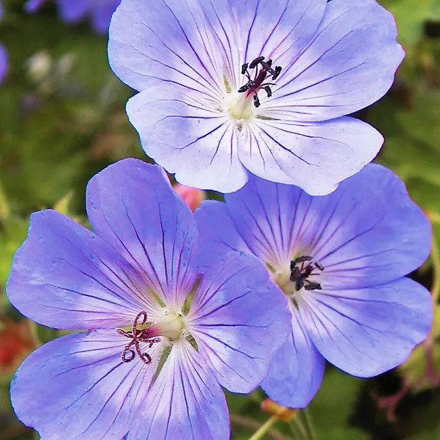 Rozanne Hardy Geranium For Sale Online | The Tree Center