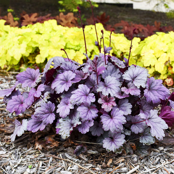 Dolce Silver Gumdrop Heuchera | The Tree Center™