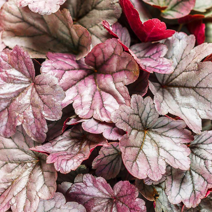 Dolce Silver Gumdrop Heuchera | The Tree Center™