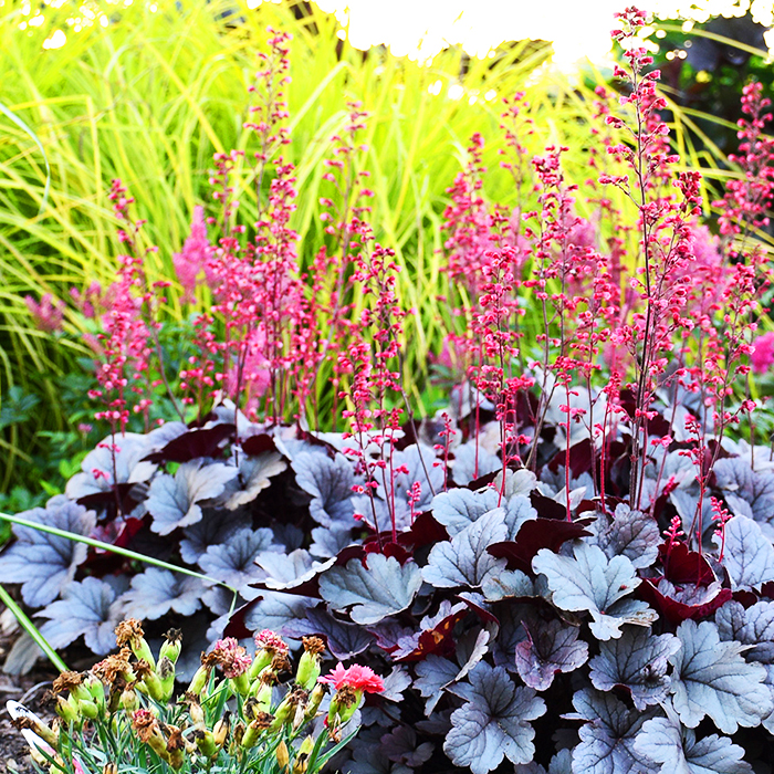 Dolce Silver Gumdrop Heuchera | The Tree Center™