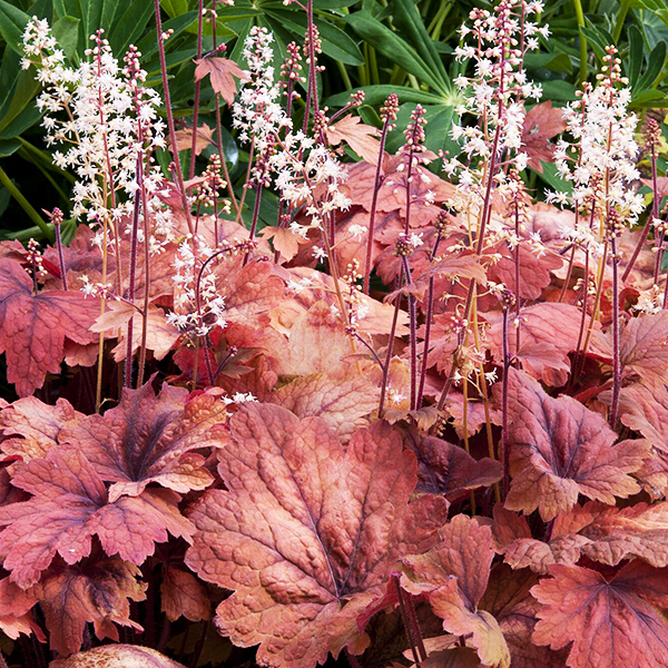 Sweet Tea Heucherella For Sale Online | The Tree Center