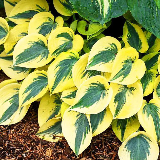 Autumn Frost Hosta For Sale Online | The Tree Center