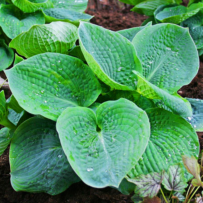 Big Daddy Hosta | The Tree Center™