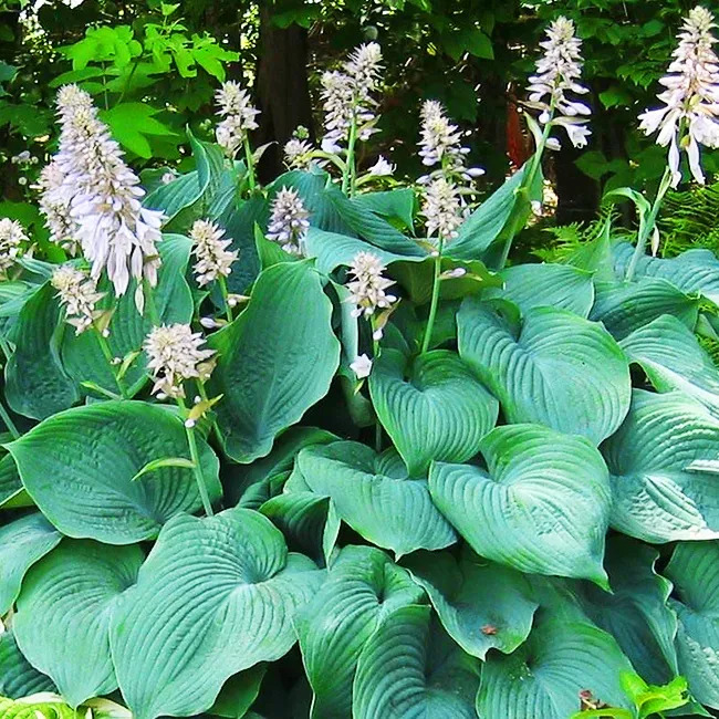 Blue Angel Hosta: Large Leaf Perennial | The Tree Center