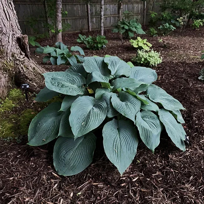 Blue Angel Hosta: Large Leaf Perennial | The Tree Center