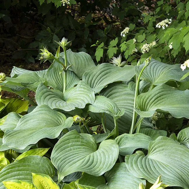Blue Angel Hosta: Large Leaf Perennial | The Tree Center