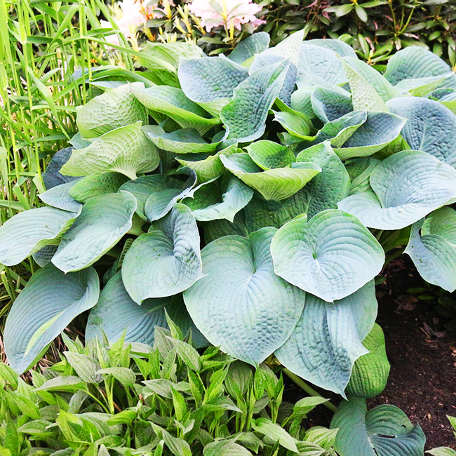 Elegans Hosta | The Tree Center™